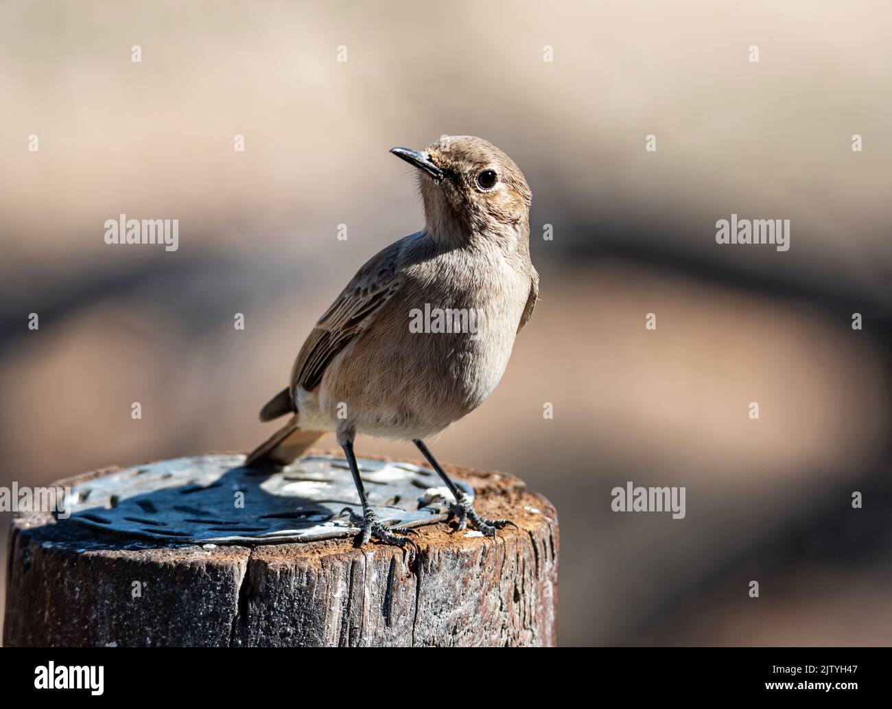 A Familiar Chat in Southern Africa Stock Photo - Alamy
