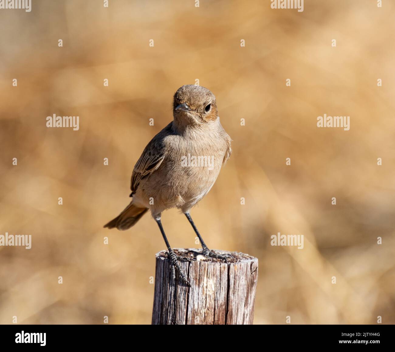 A Familiar Chat in Southern Africa Stock Photo - Alamy
