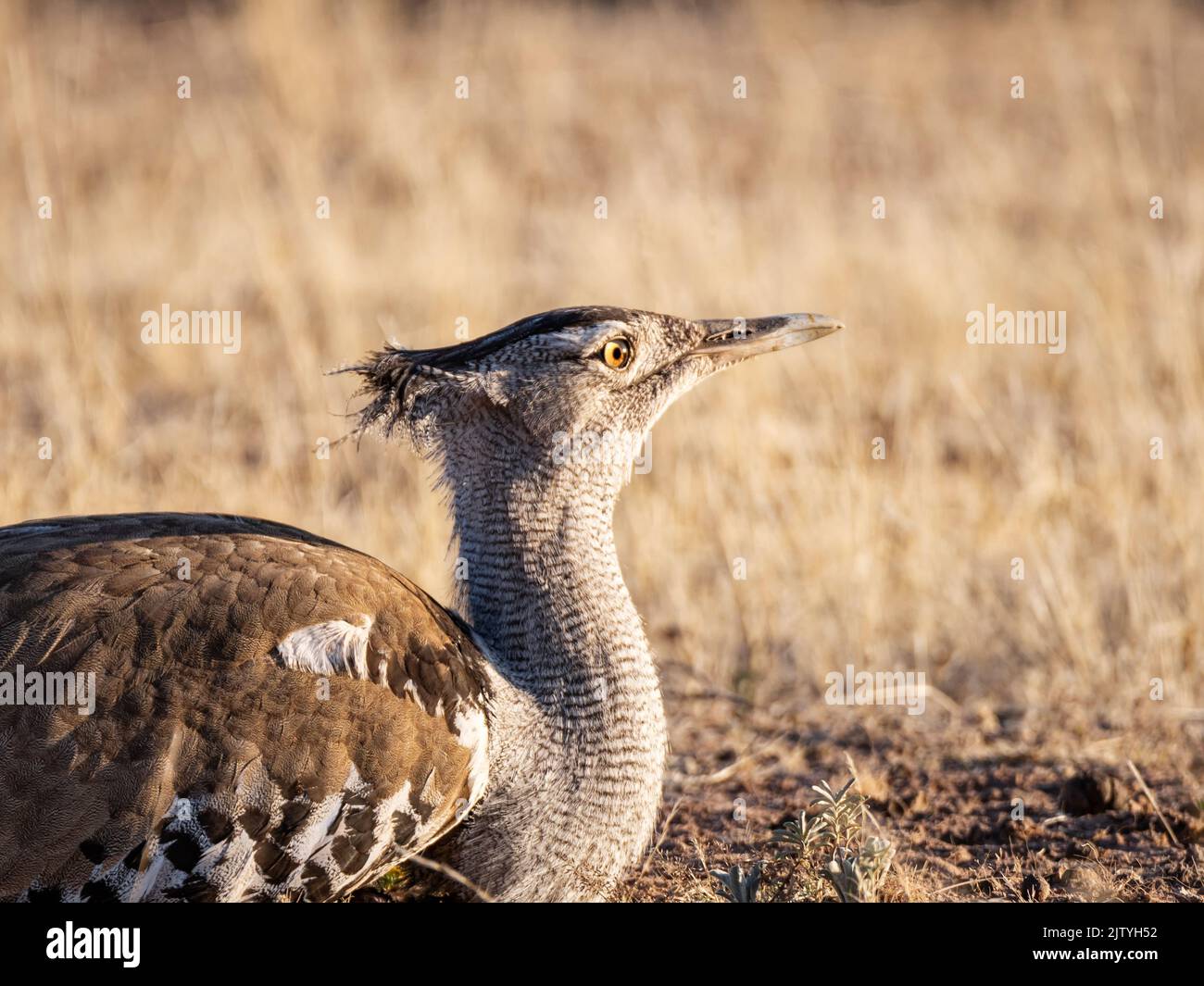 Bustard bird with big white neck hi-res stock photography and images ...