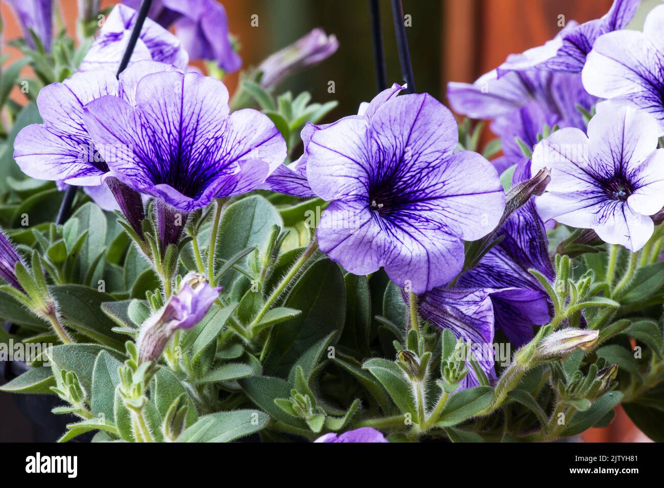 Purple petunia plant in bloom Stock Photo - Alamy