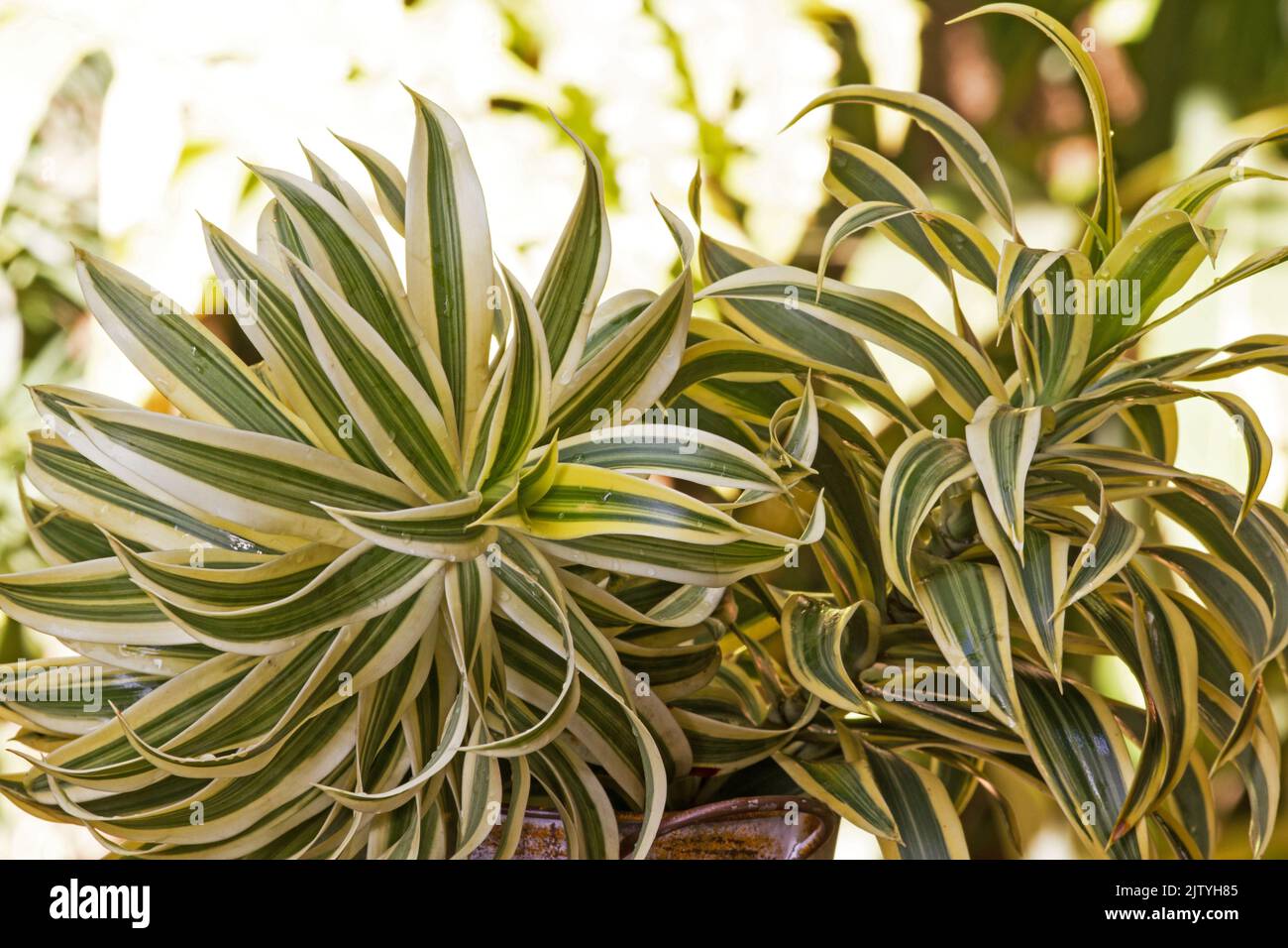 Dracaena reflexa -Song of India on natural background Stock Photo - Alamy