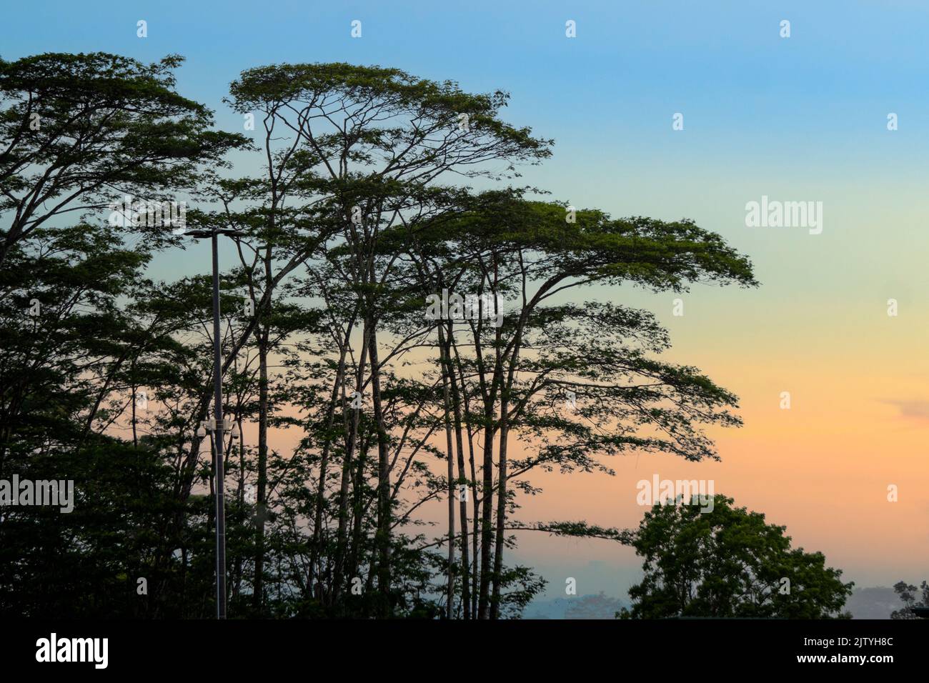 Trees in Madagascar Stock Photo - Alamy