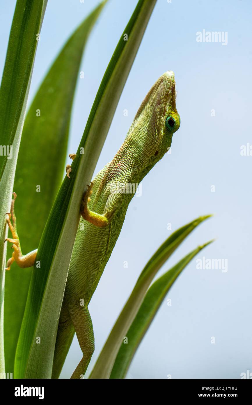 A lizard on a pineapple plant Stock Photo - Alamy