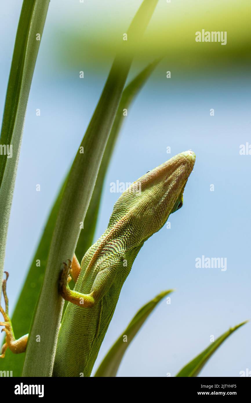 A lizard on a pineapple plant Stock Photo - Alamy