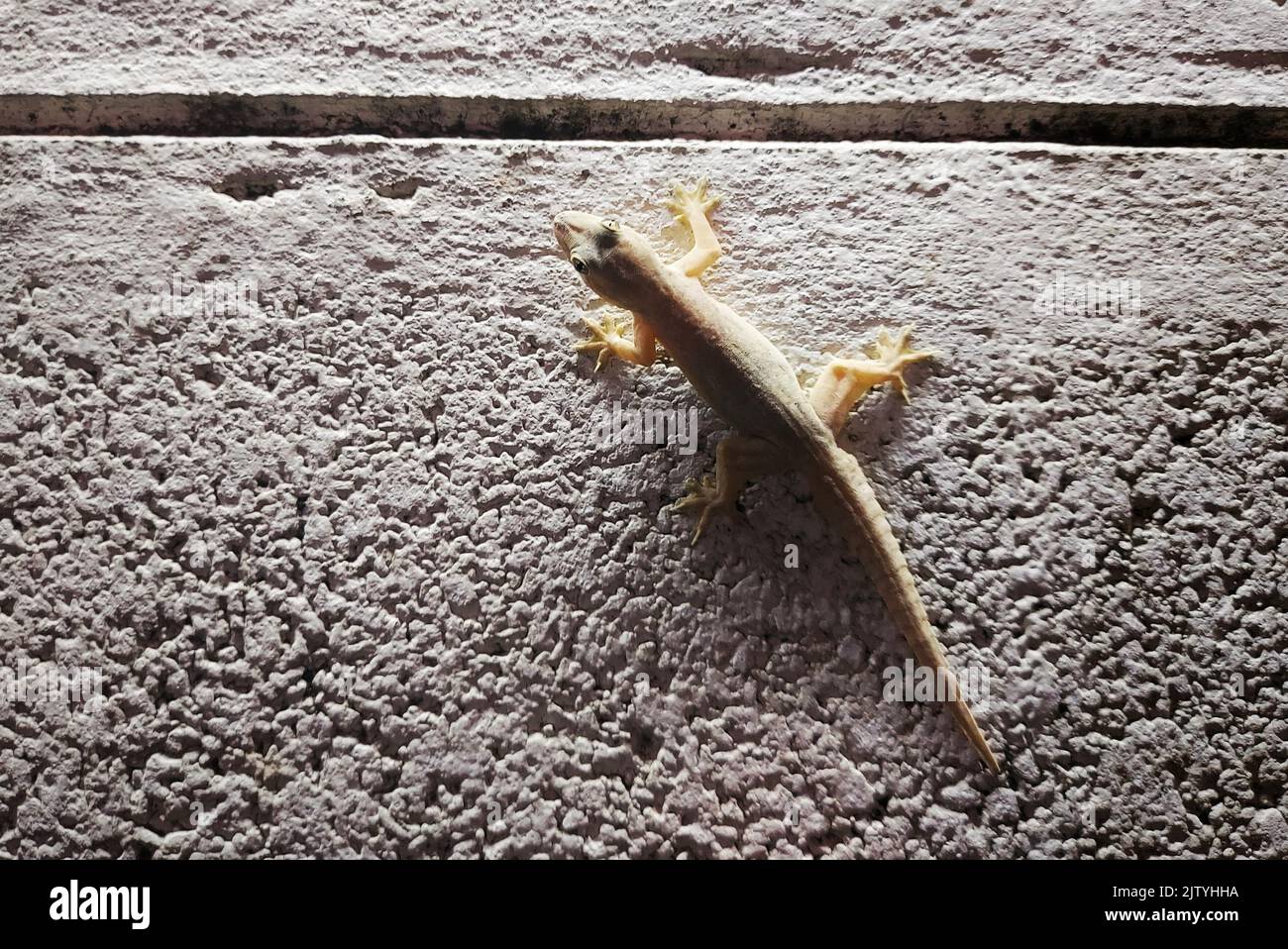 Foot of house gecko hi-res stock photography and images - Alamy