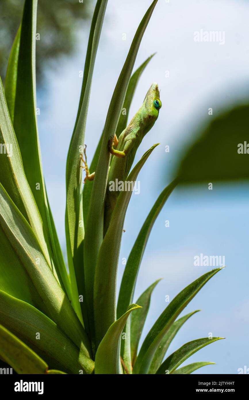 Hawaii green lizard hi-res stock photography and images - Alamy