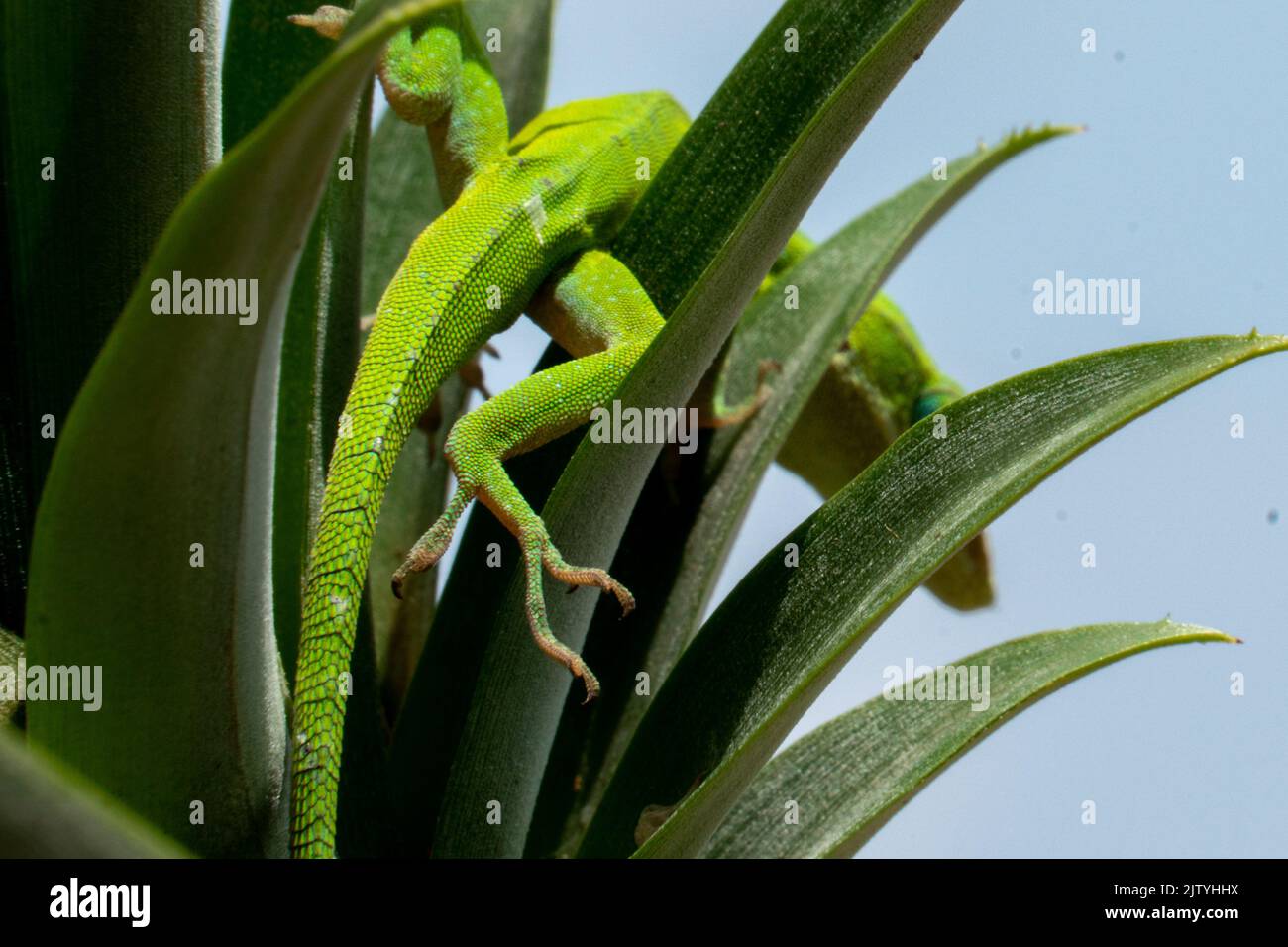 A lizard on a pineapple plant Stock Photo - Alamy