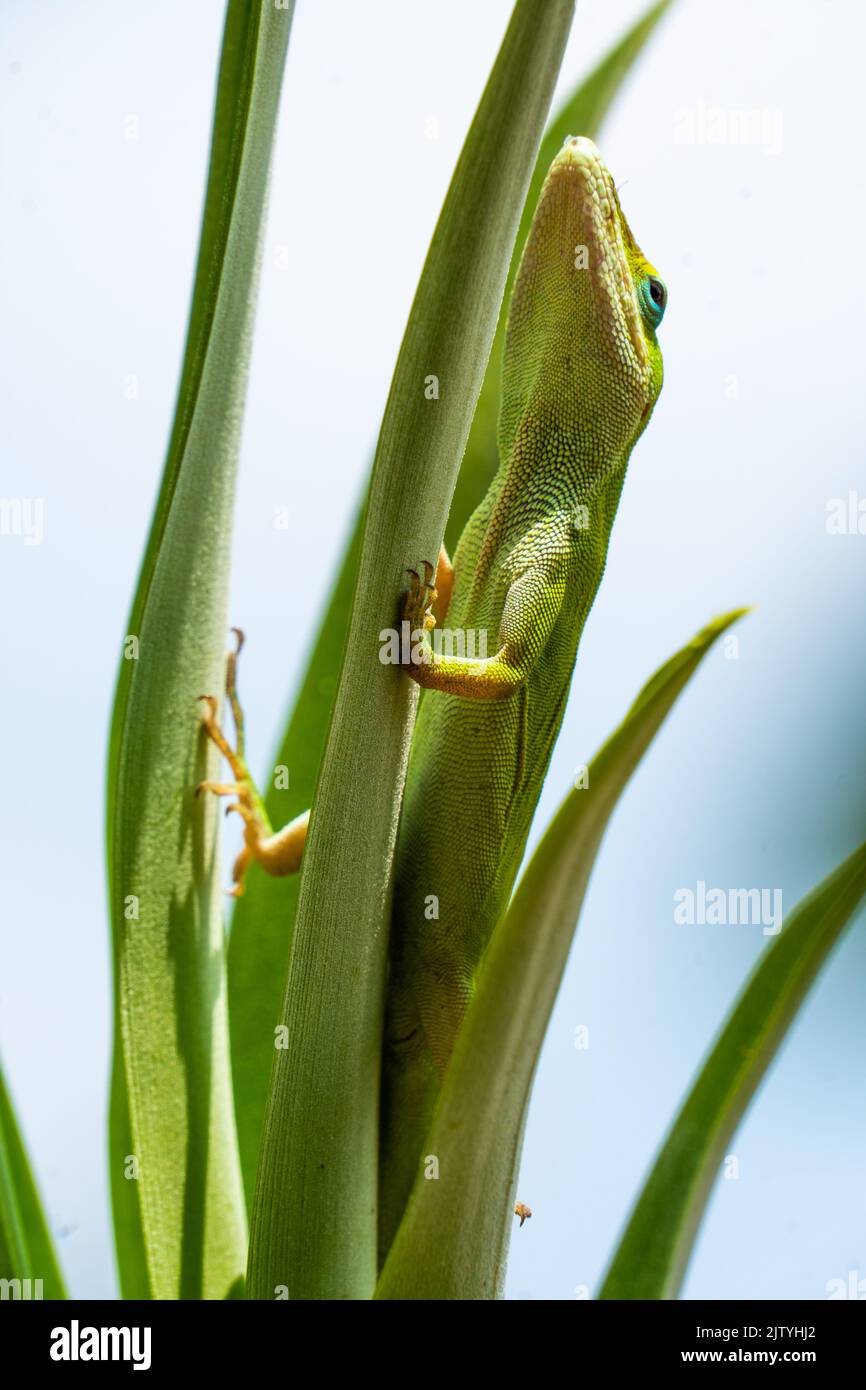 Pineapple lizard hi-res stock photography and images - Alamy