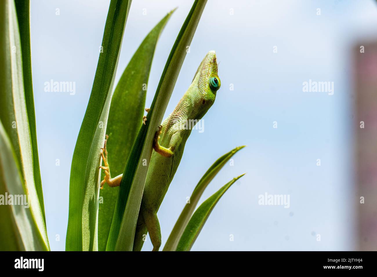 A lizard on a pineapple plant Stock Photo - Alamy