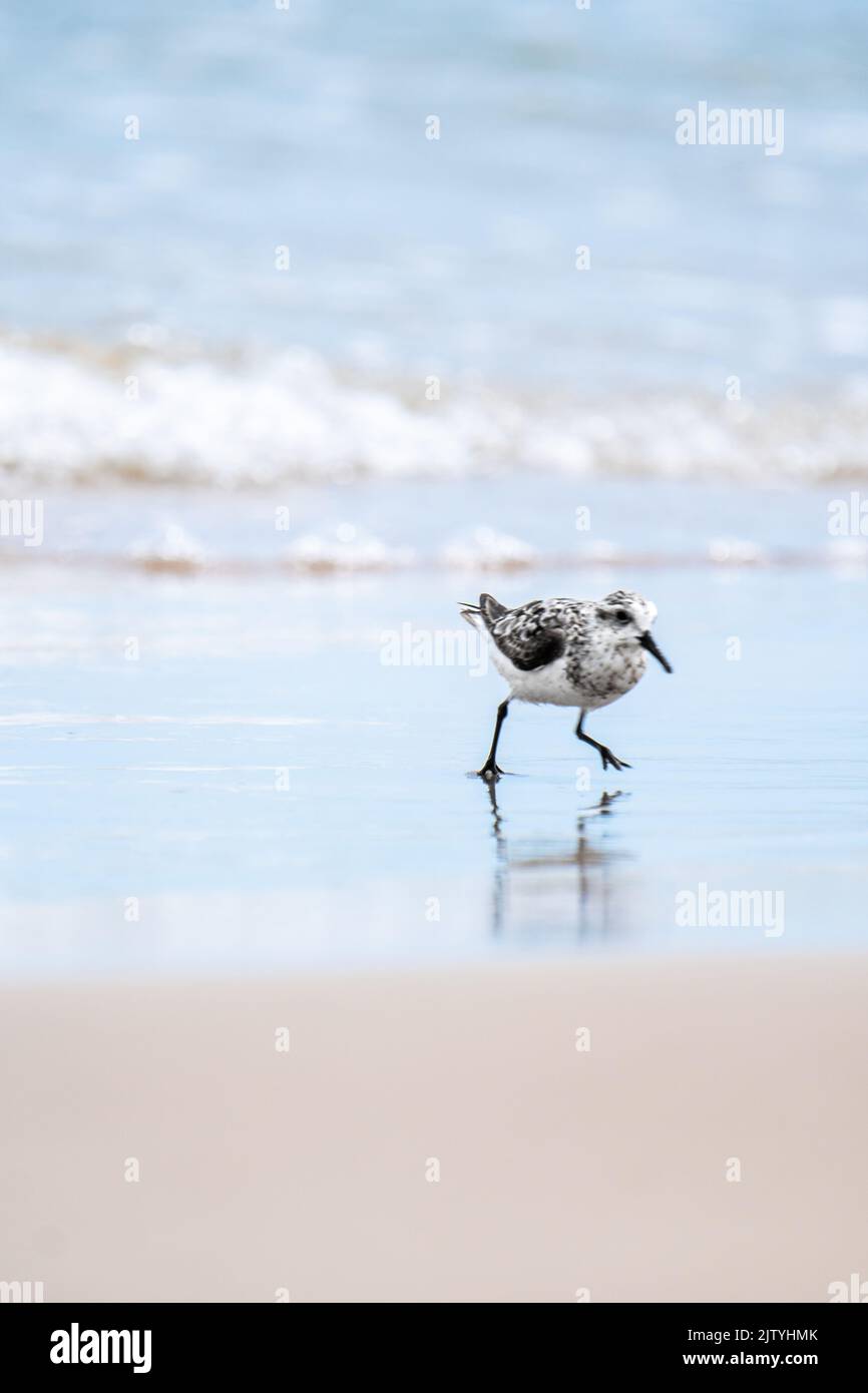 Texas shore birds hi-res stock photography and images - Alamy