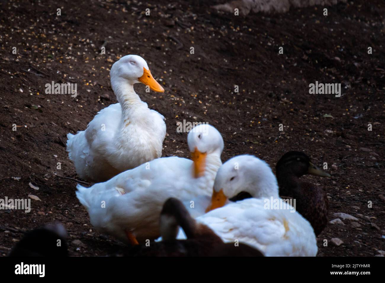 a group of ducks Stock Photo - Alamy