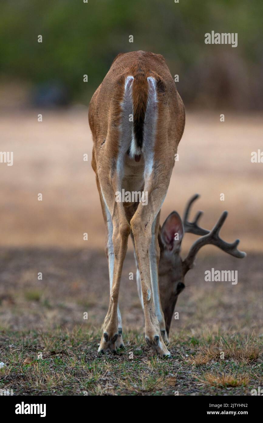 Camel with young deer hi-res stock photography and images - Alamy
