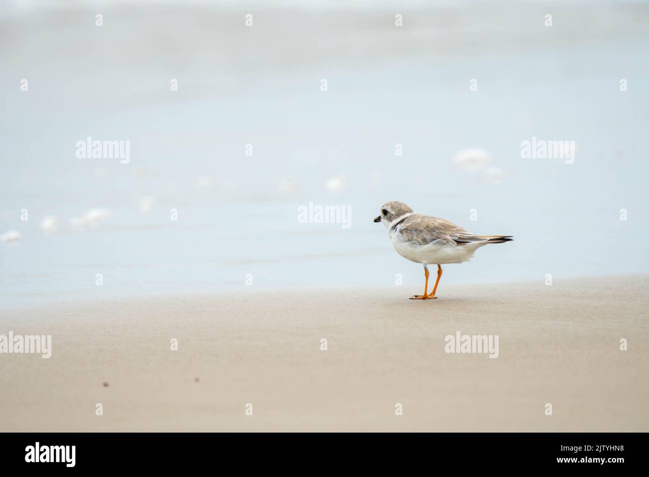 Texas shore birds hi-res stock photography and images - Alamy