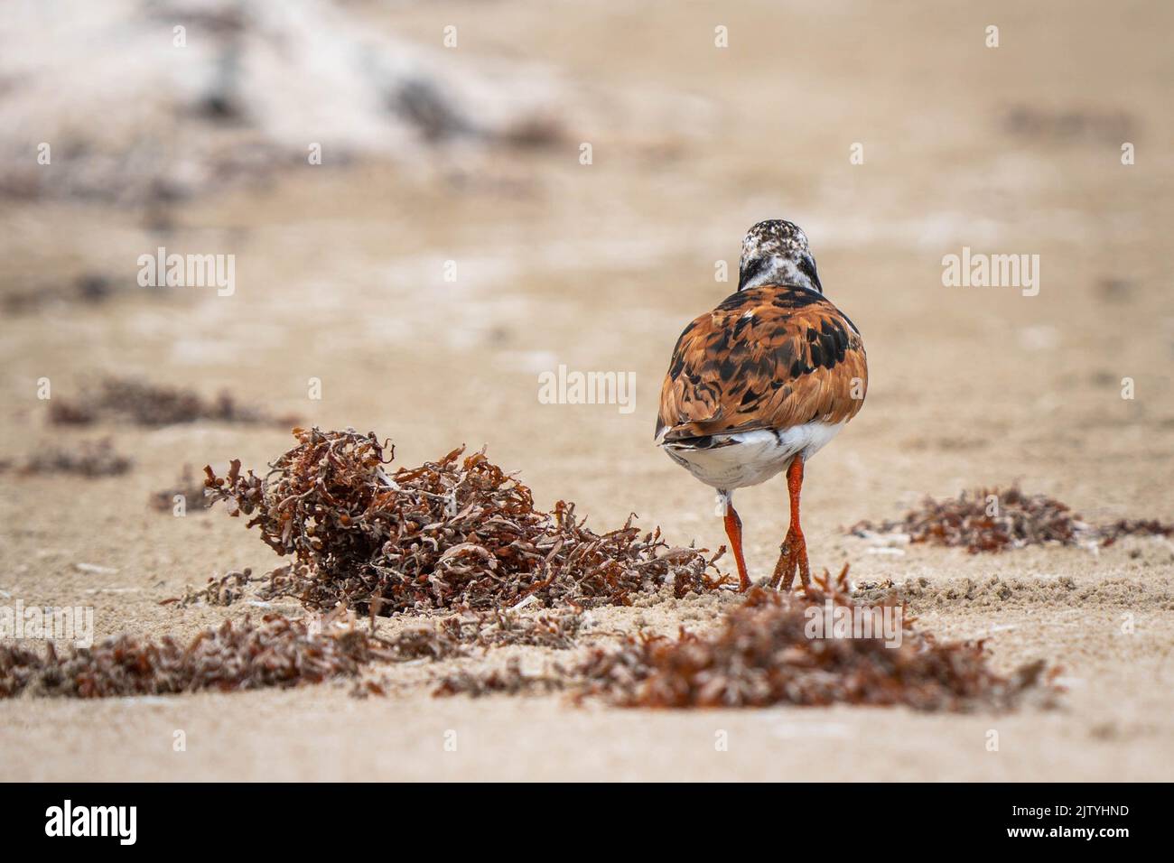 Texas shore birds hi-res stock photography and images - Alamy