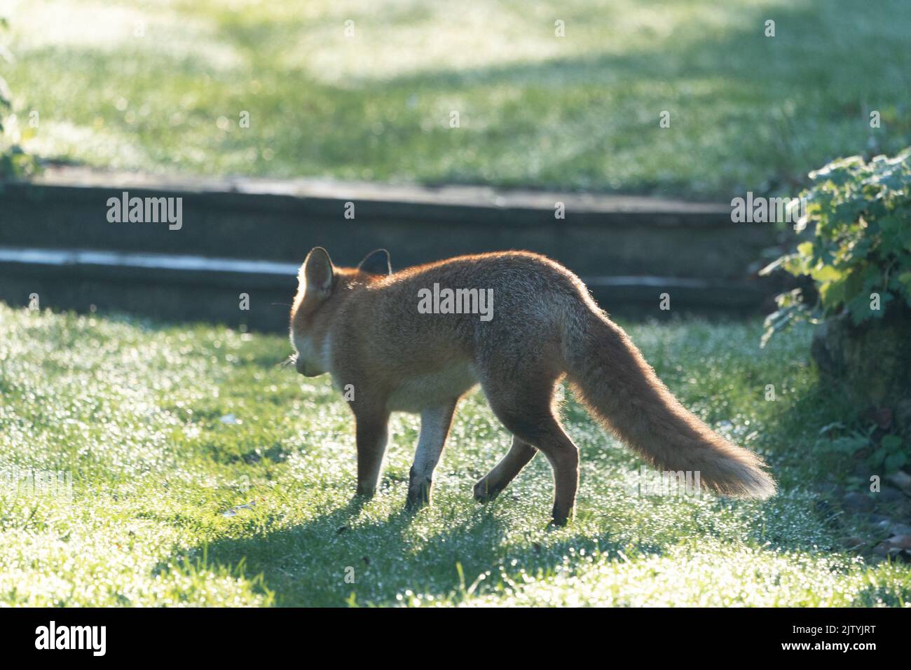 fox adult winter dew morning Stock Photo - Alamy