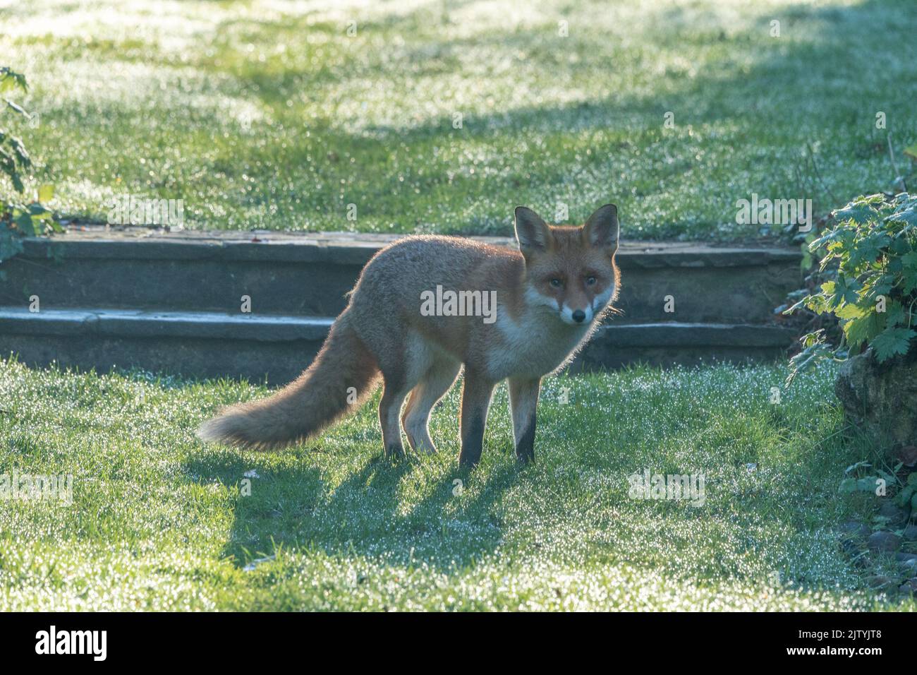 fox adult winter dew morning Stock Photo - Alamy