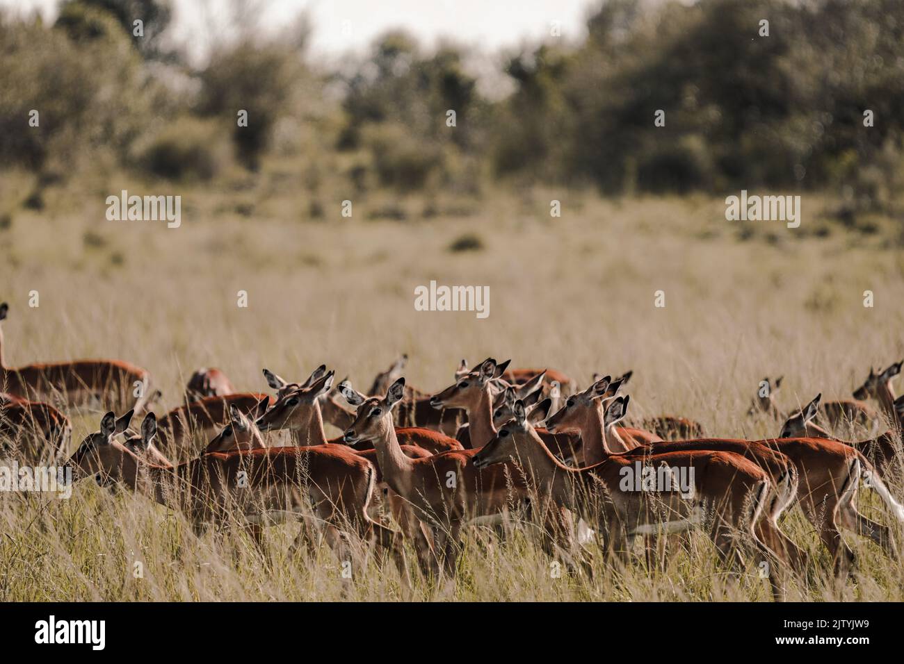 A beautiful shot of a group of antelopes in the field Stock Photo - Alamy