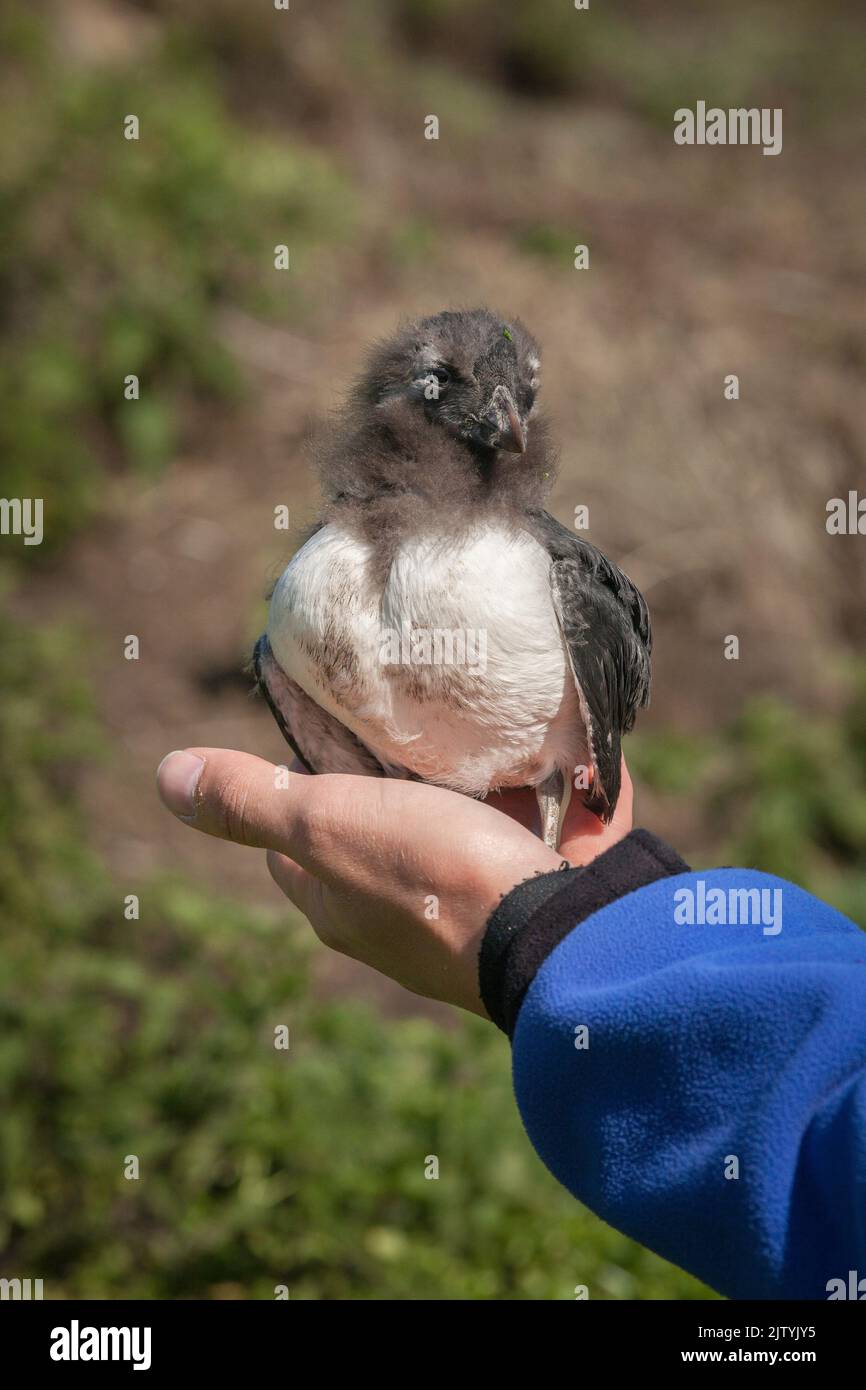 Puffin (Fratercula arctica) puffling being returned to burrow by nature ...