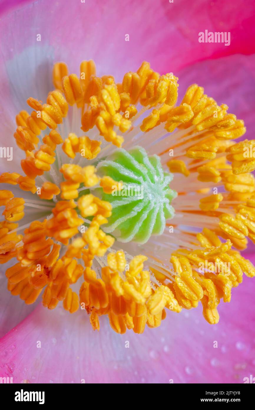 Top of flower stems hi-res stock photography and images - Alamy