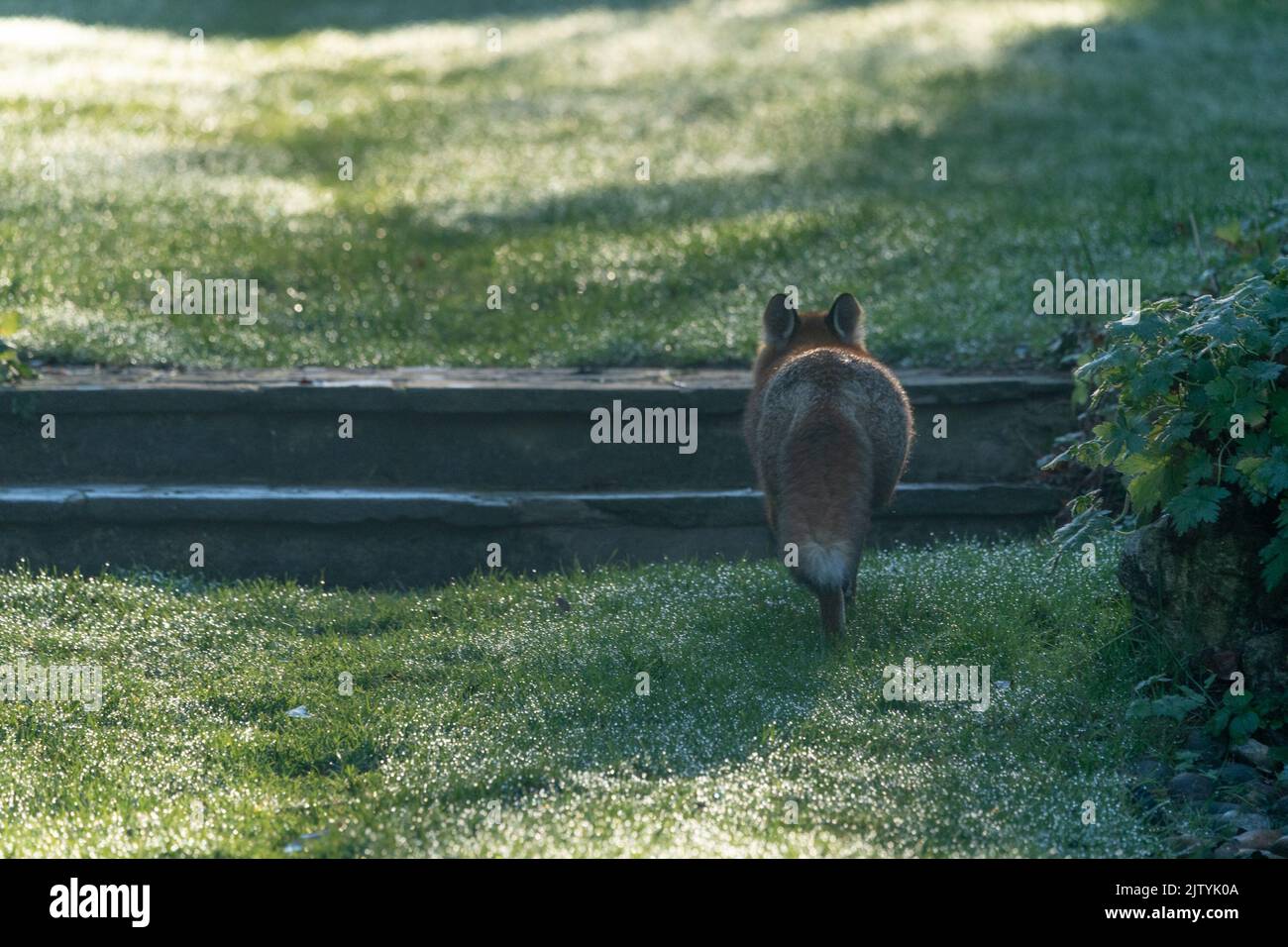 fox adult winter dew morning Stock Photo - Alamy
