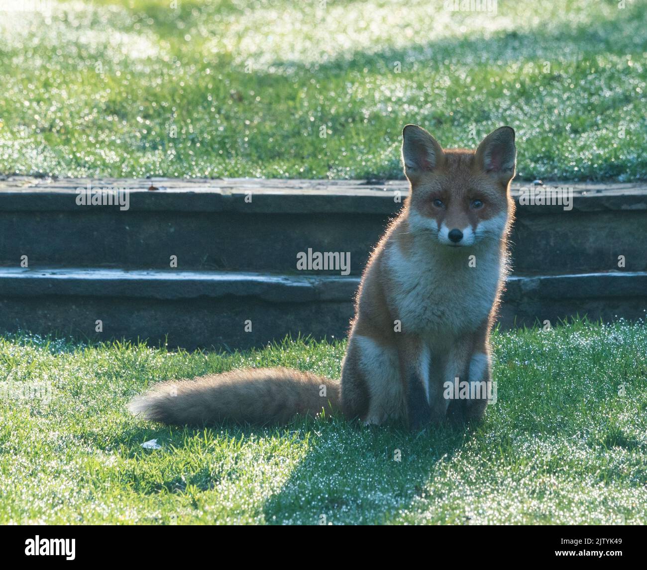 fox adult winter dew morning Stock Photo - Alamy