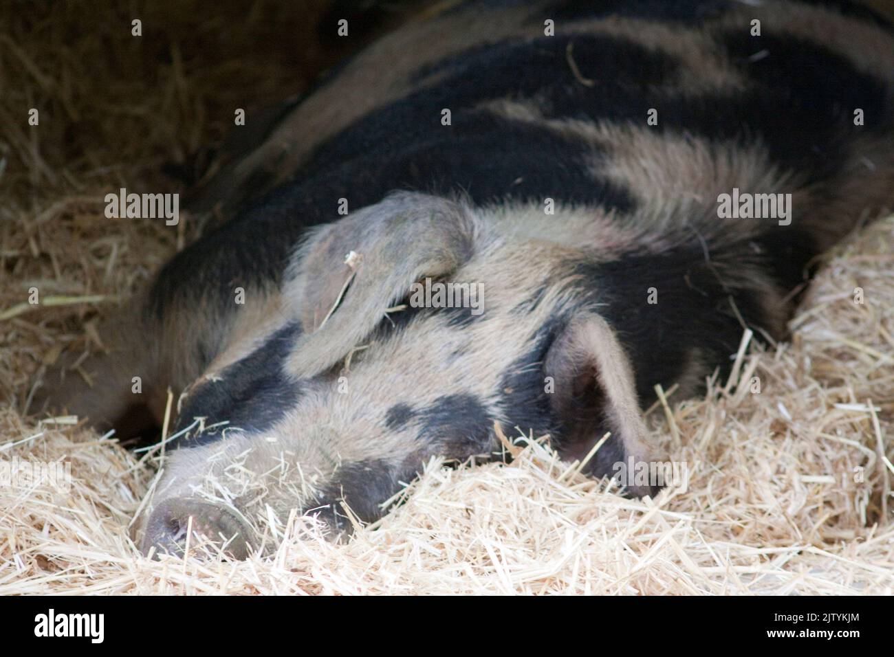 Pig (Sus domesticus) in the Cotswolds Gloucestershire England uk Stock ...