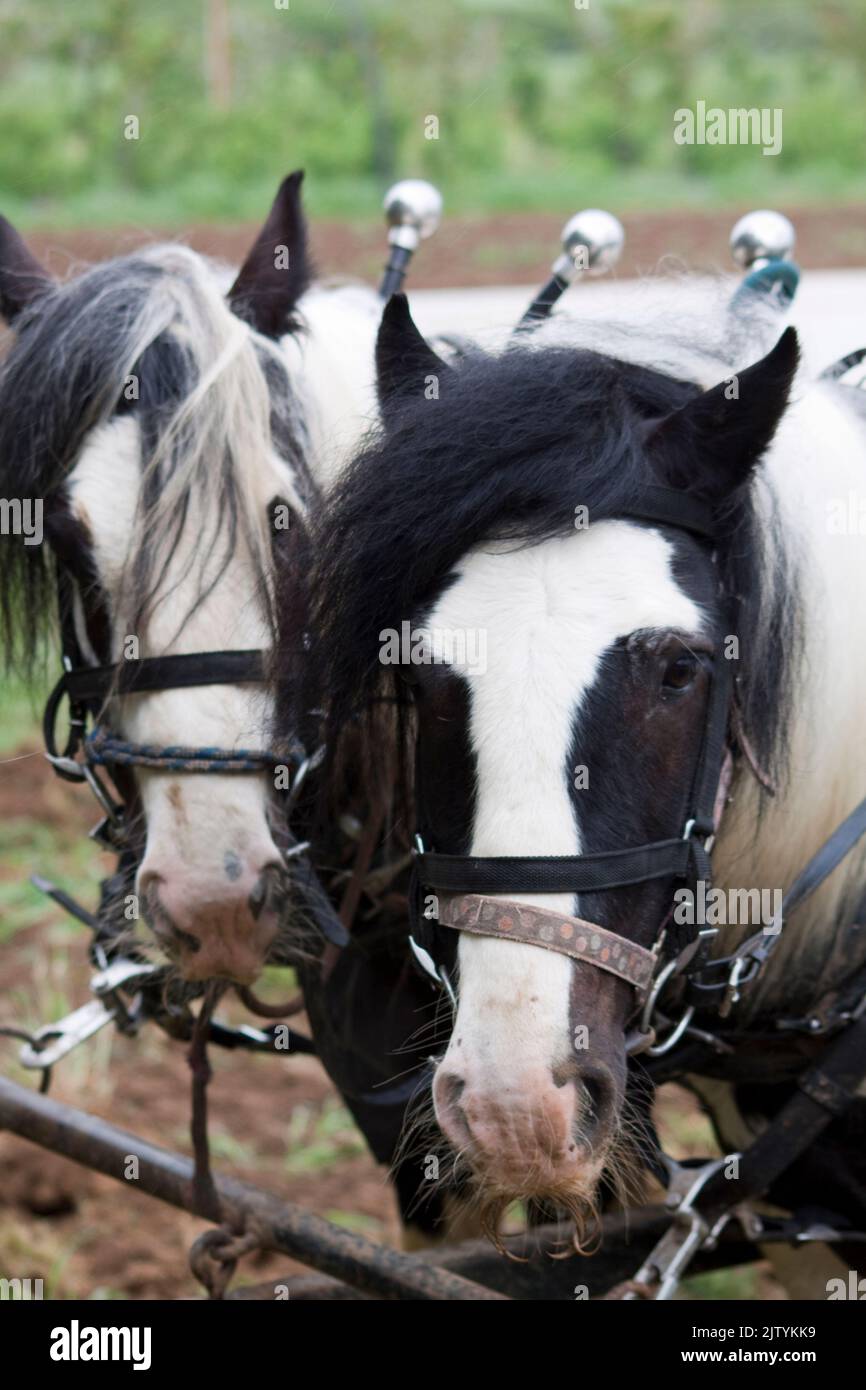 Heavy Horses Ploughing Field the Old way Daylesford Gloucestershire ...
