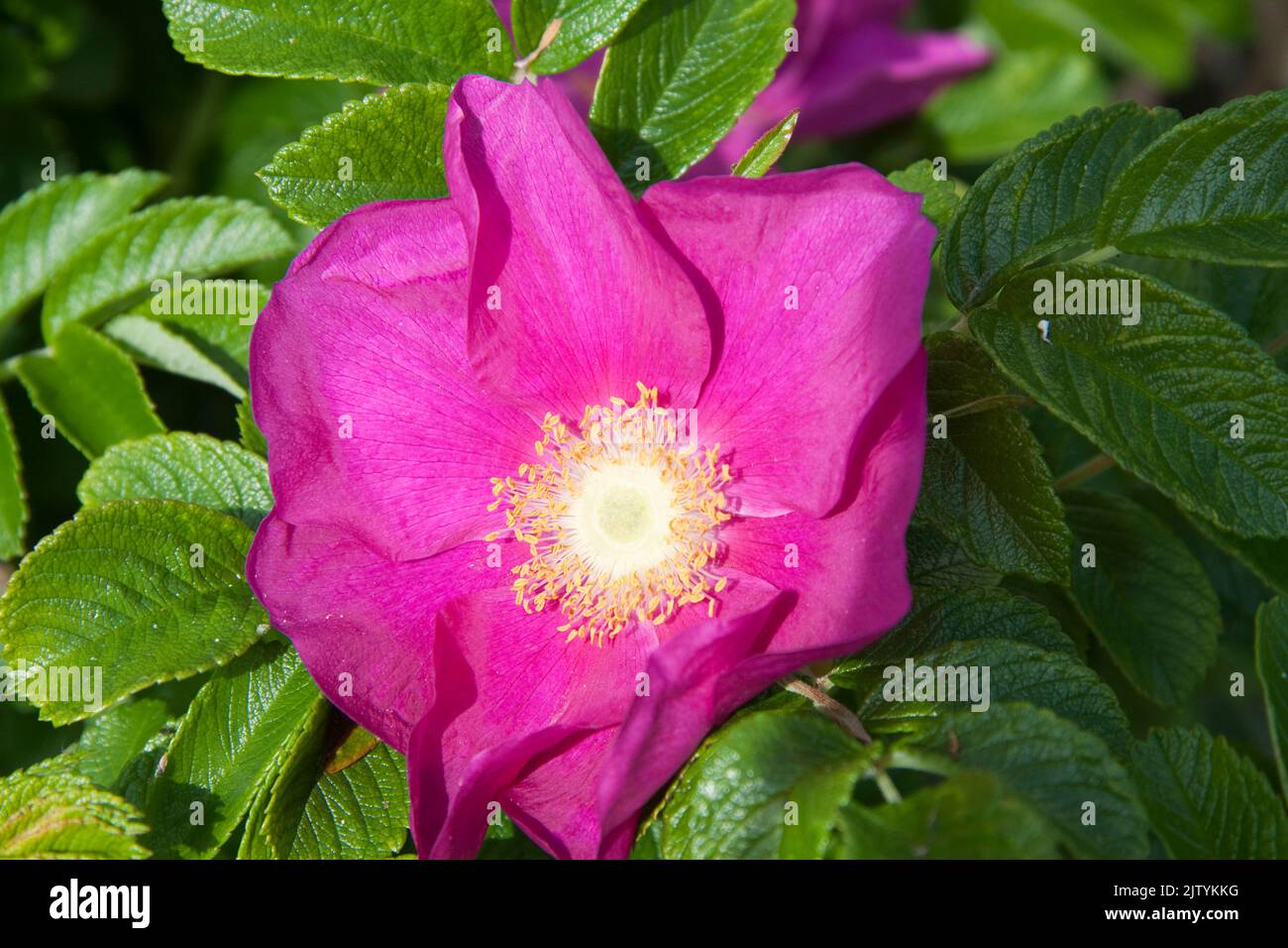 Wild Rose in the Garden Warwickshire England uk Stock Photo - Alamy