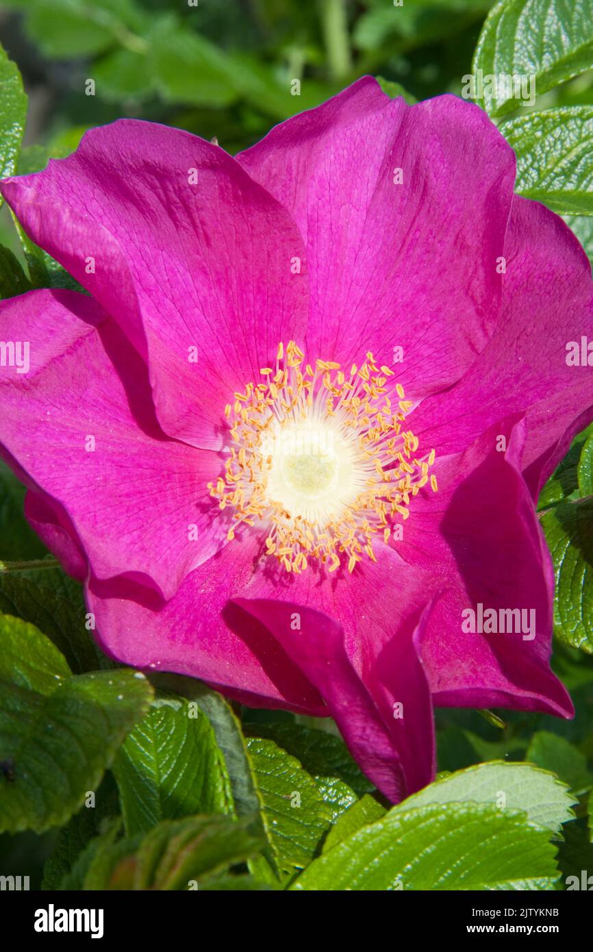 Wild Rose in the Garden Warwickshire England uk Stock Photo - Alamy