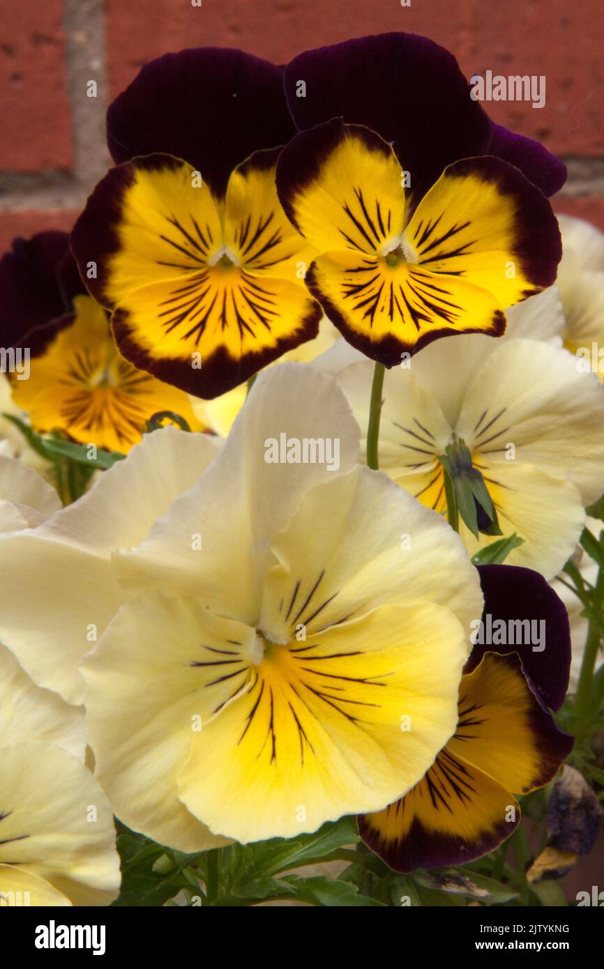 Pansy Flowers ( Viola tricolor var. hortensis) Hook Norton Oxfordshire ...