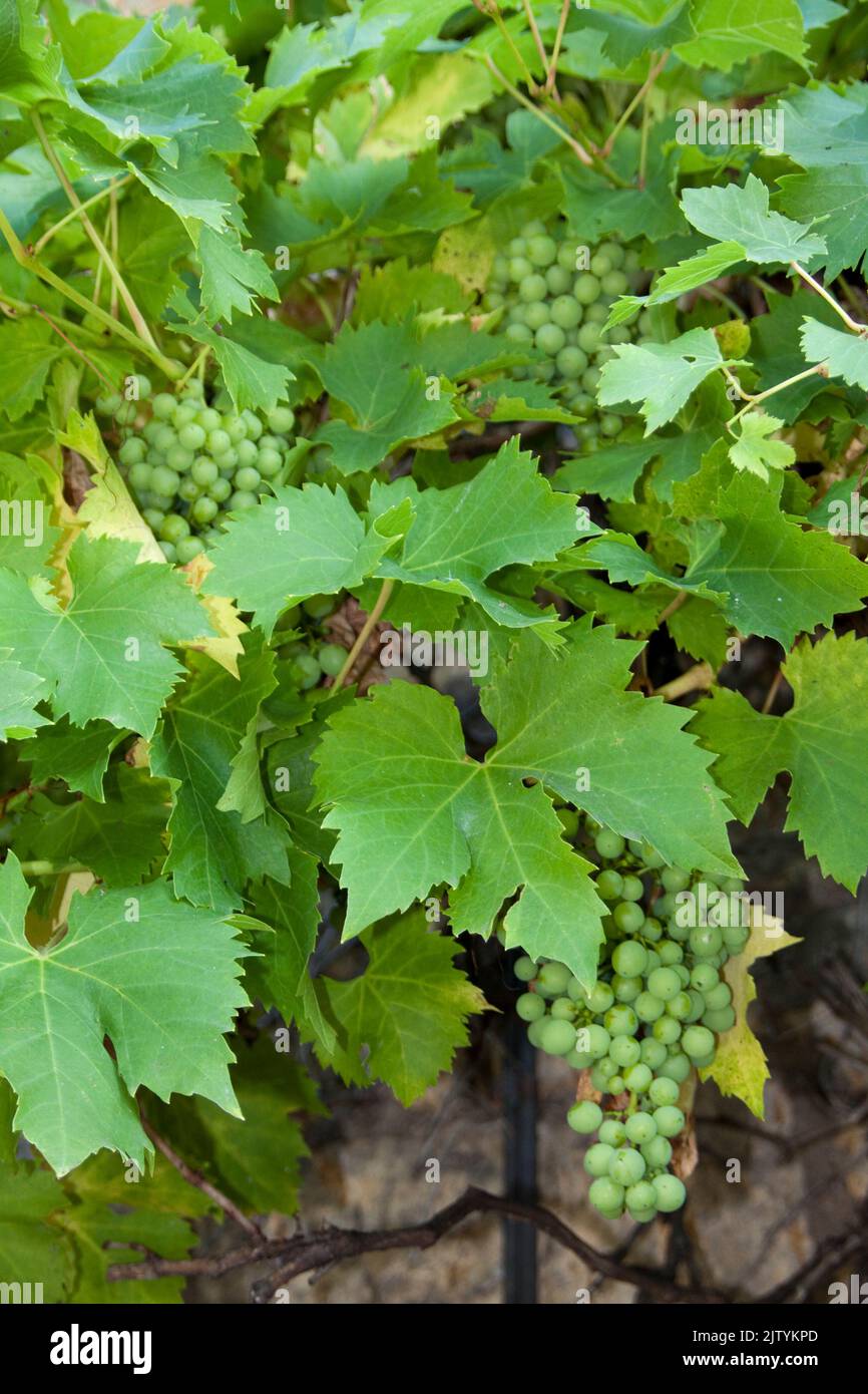 Bunches of Grapes (Vitis vinifera) growth in a Garden Oxfordshire ...