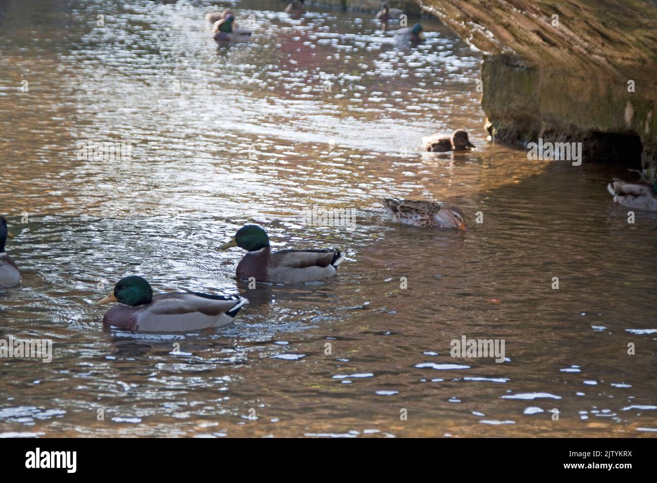 Mallard Ducks (Anas platyrhynchos) under Bridge at Bourton on the Water ...