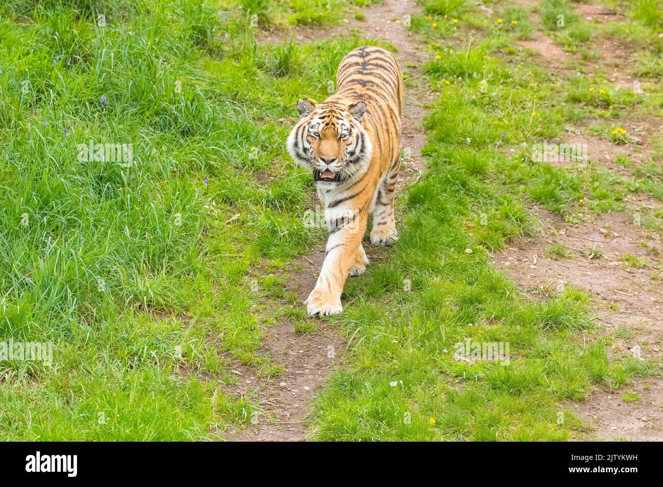 Siberian Tiger Hunting Bear