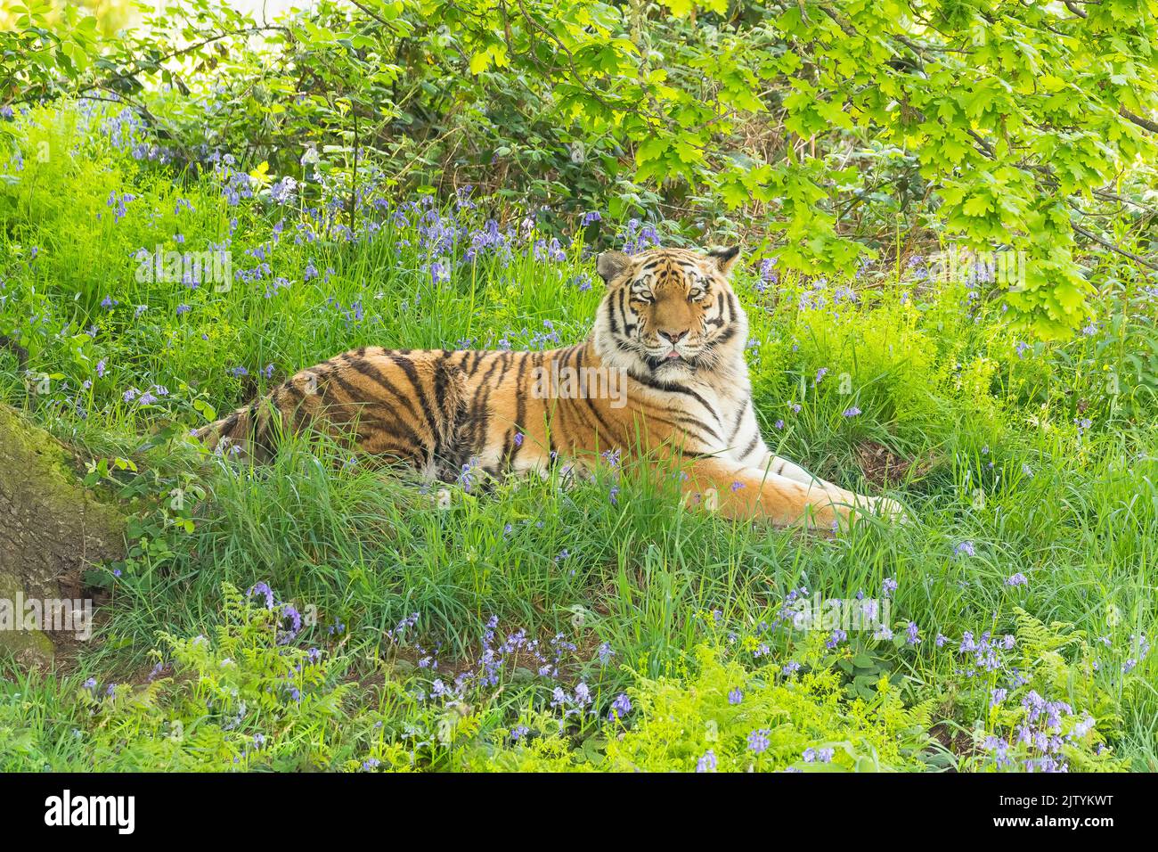 Tiger claw tree hi-res stock photography and images - Alamy
