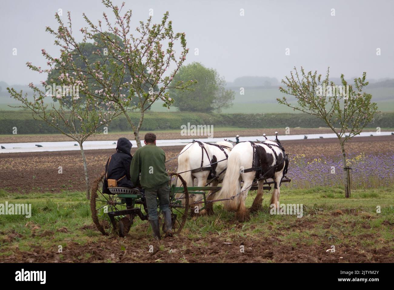 Heavy Horses Ploughing Field the Old way Daylesford Gloucestershire ...