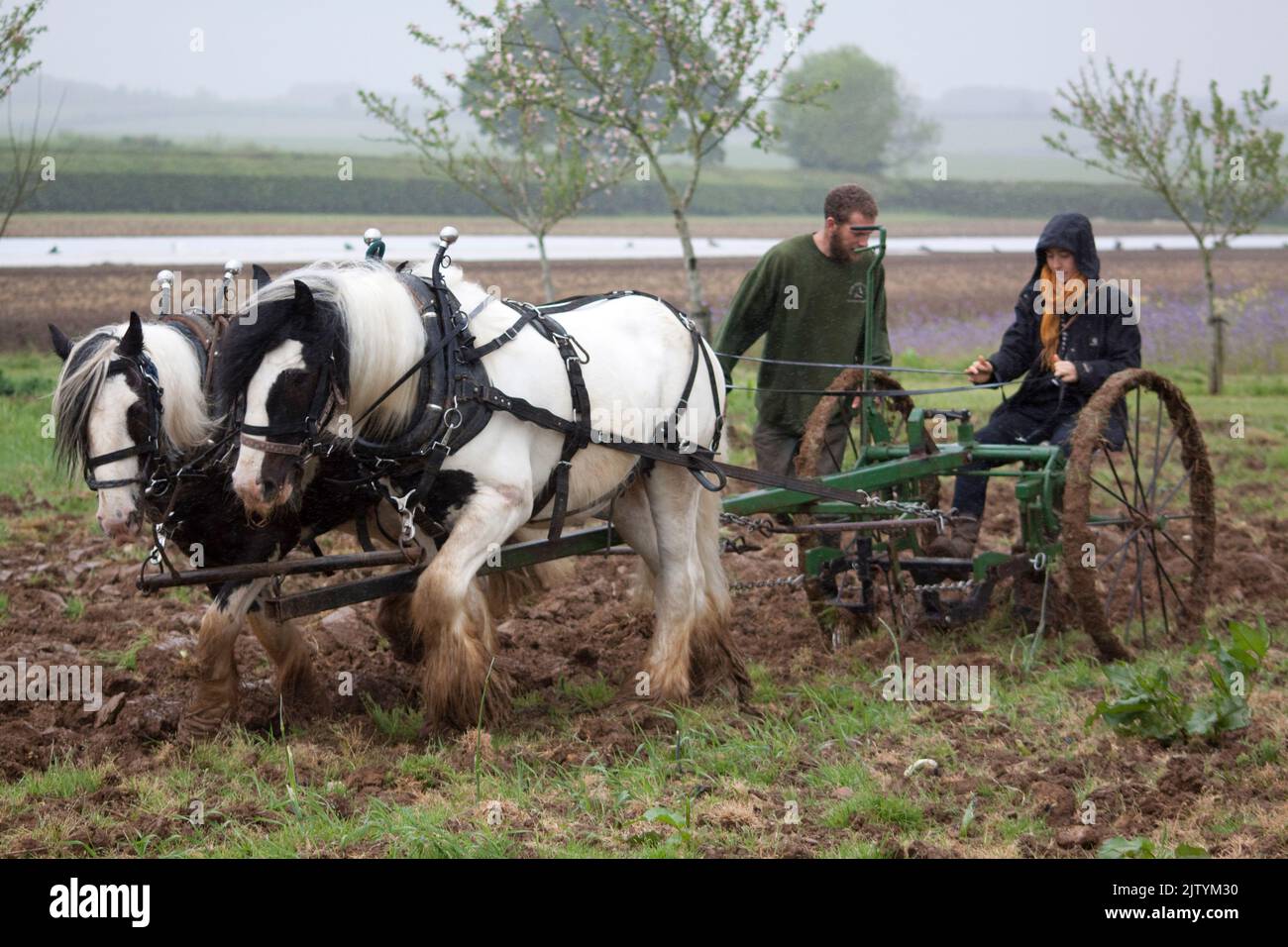 Heavy Horses Ploughing Field the Old way Daylesford Gloucestershire ...