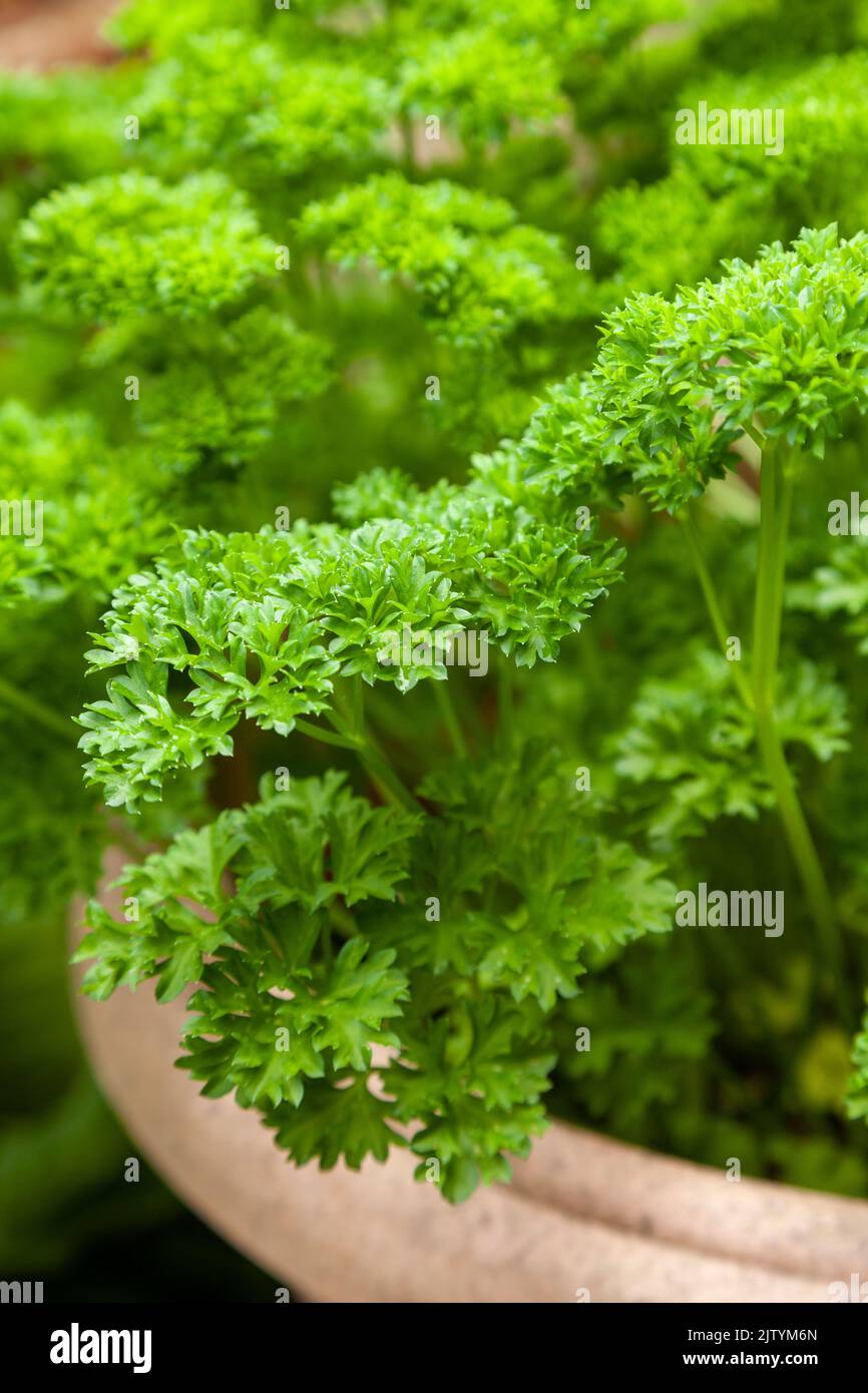Vegetarian bunch growing hi-res stock photography and images - Alamy