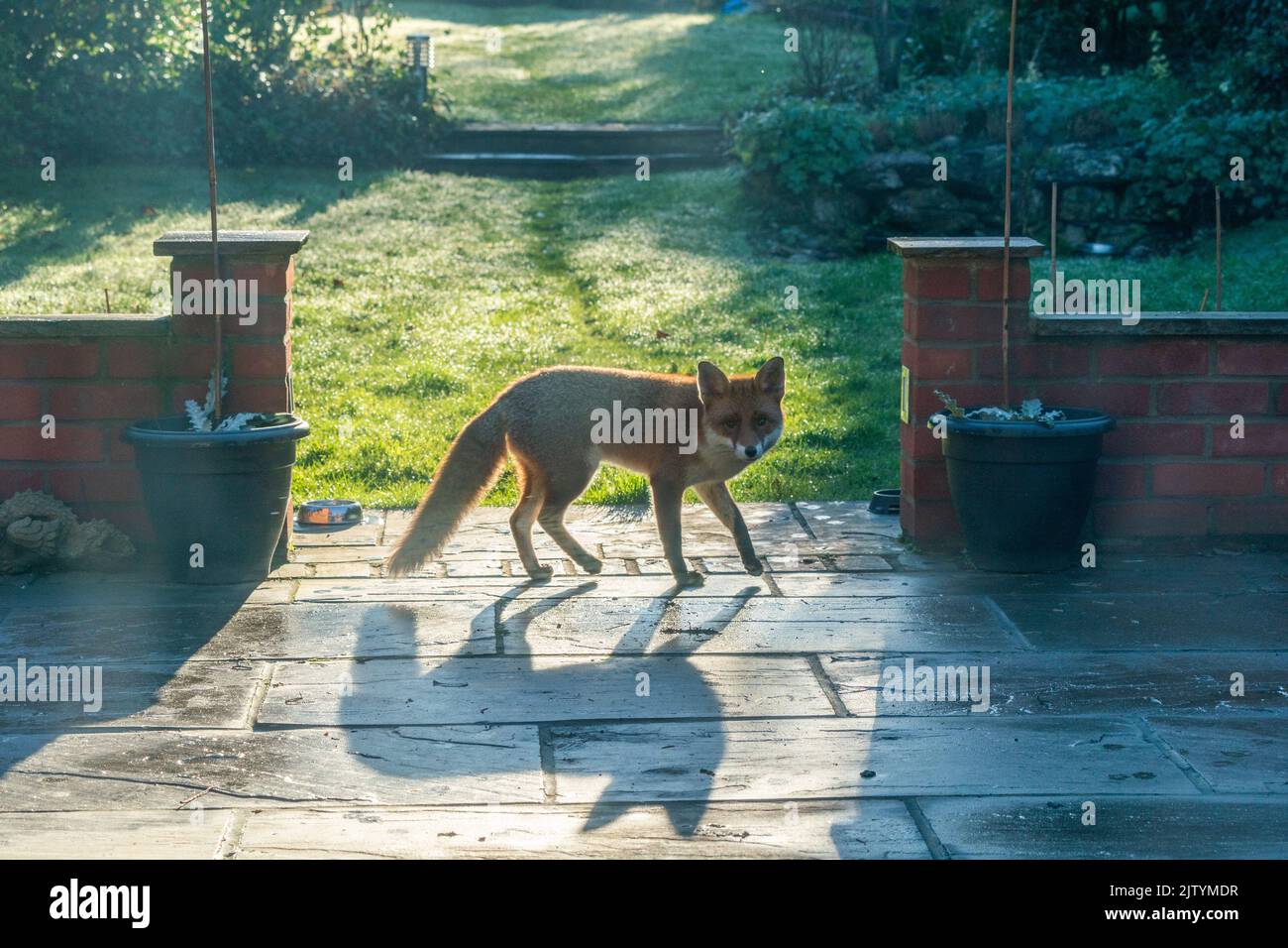 fox adult winter dew morning Stock Photo - Alamy