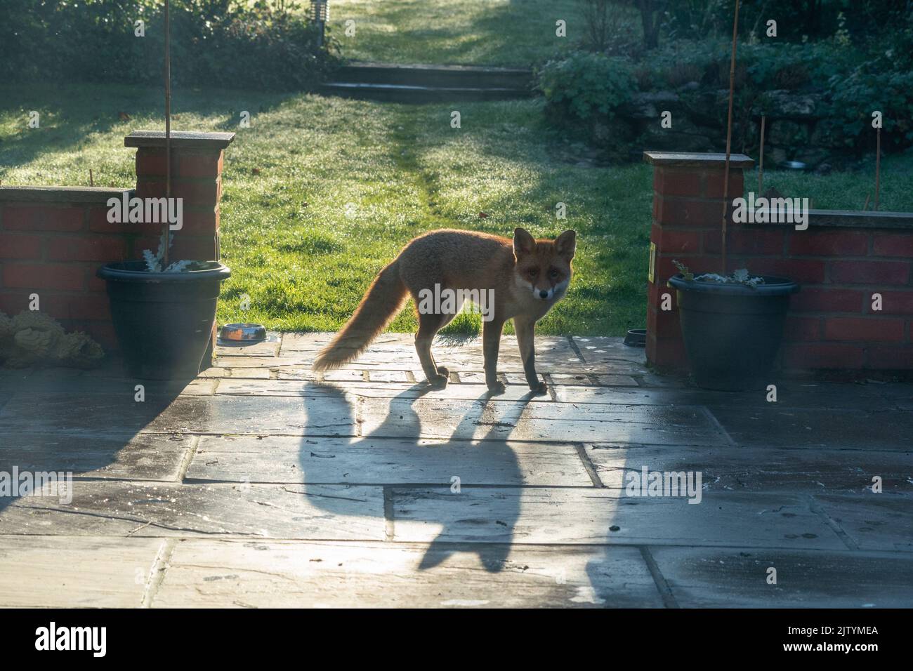 fox adult winter dew morning Stock Photo - Alamy