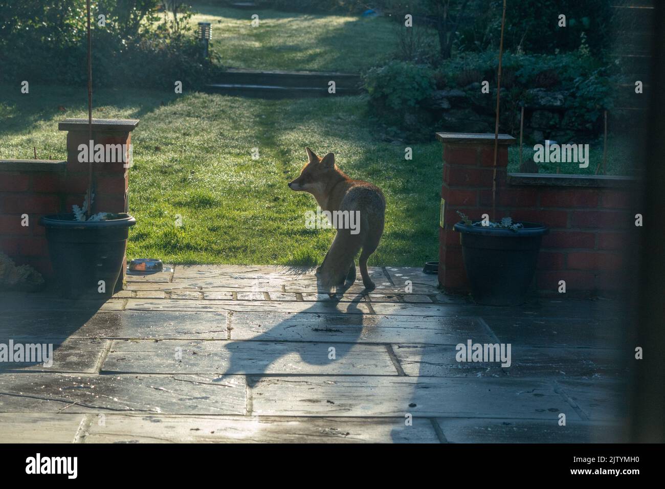 fox adult winter dew morning Stock Photo - Alamy
