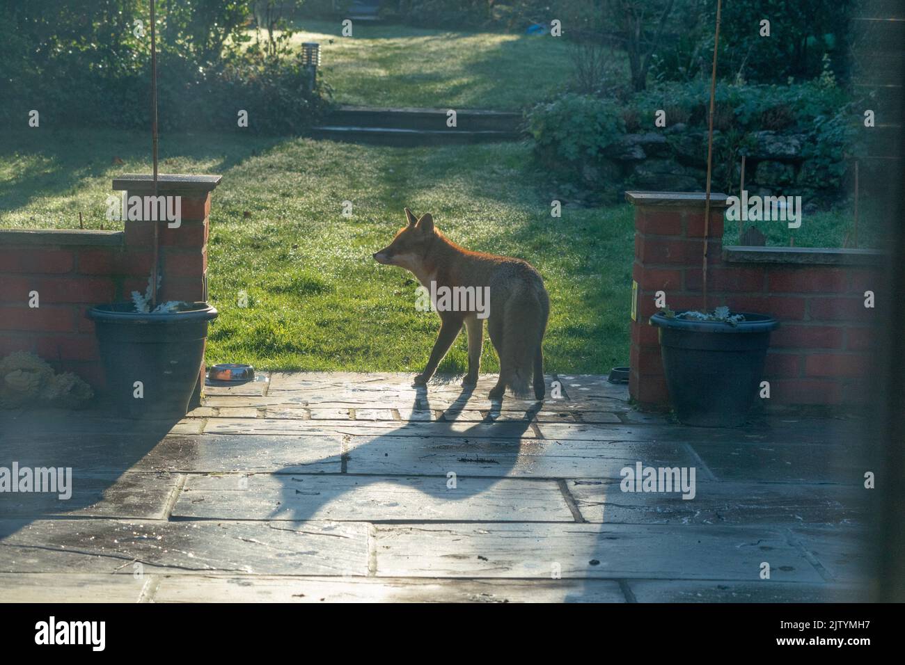 fox adult winter dew morning Stock Photo - Alamy