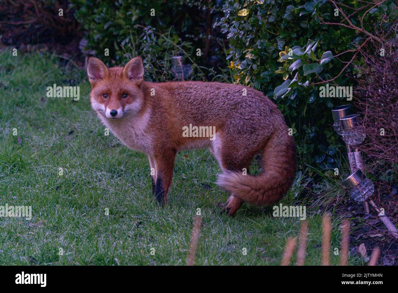 fox adult winter dew morning Stock Photo - Alamy