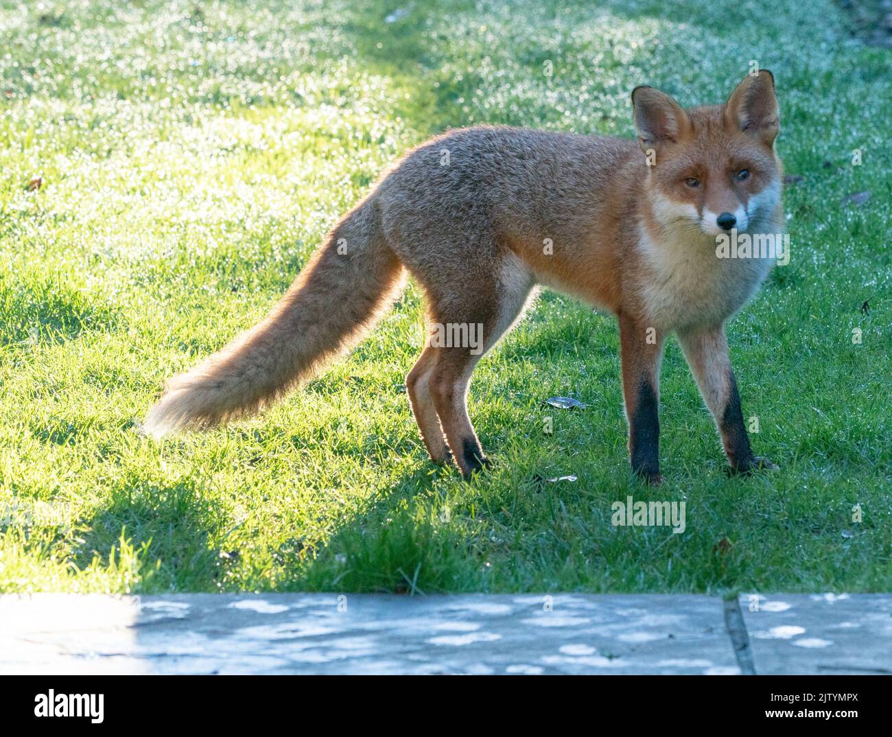 fox adult winter dew morning Stock Photo - Alamy