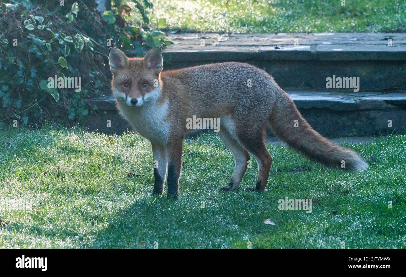 fox adult winter dew morning Stock Photo - Alamy