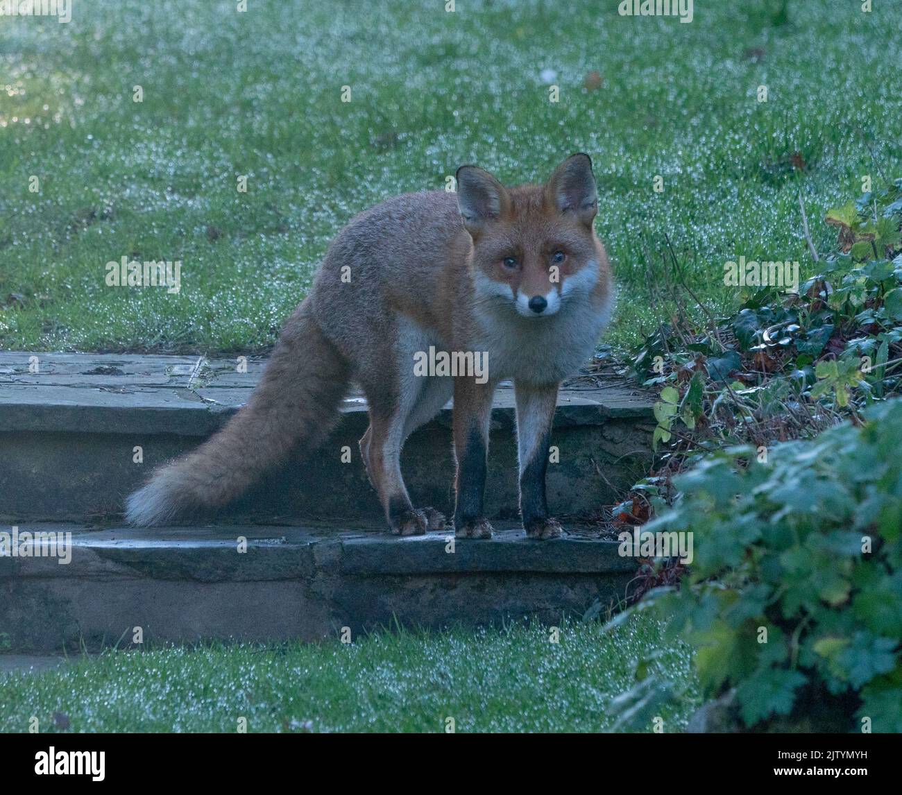 fox adult winter dew morning Stock Photo - Alamy