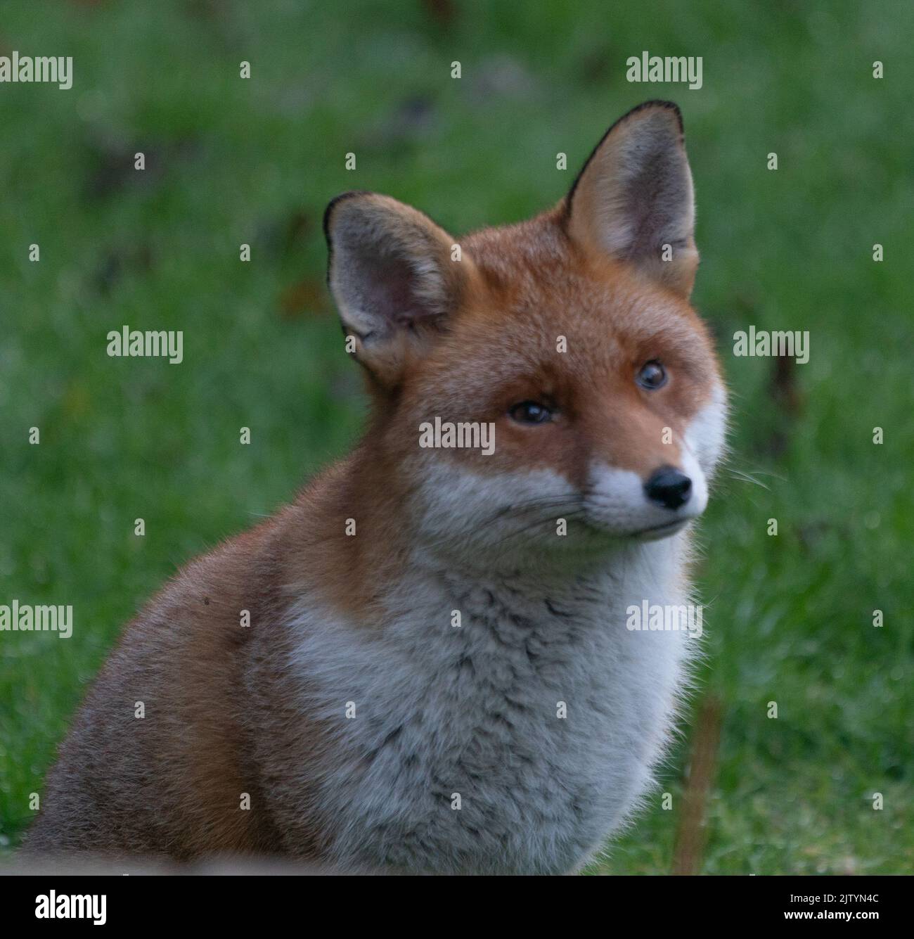 fox adult winter dew morning Stock Photo - Alamy