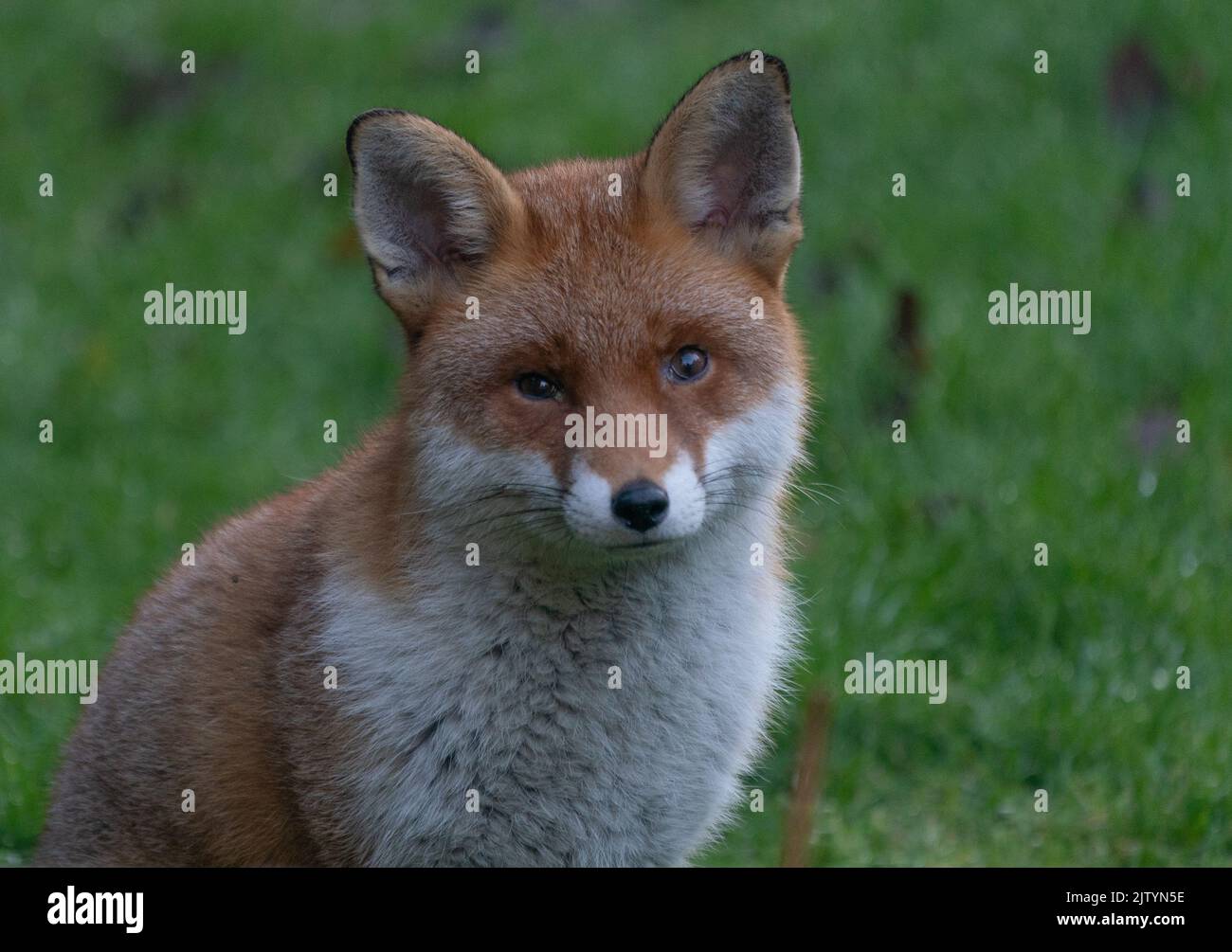 fox adult winter dew morning Stock Photo - Alamy