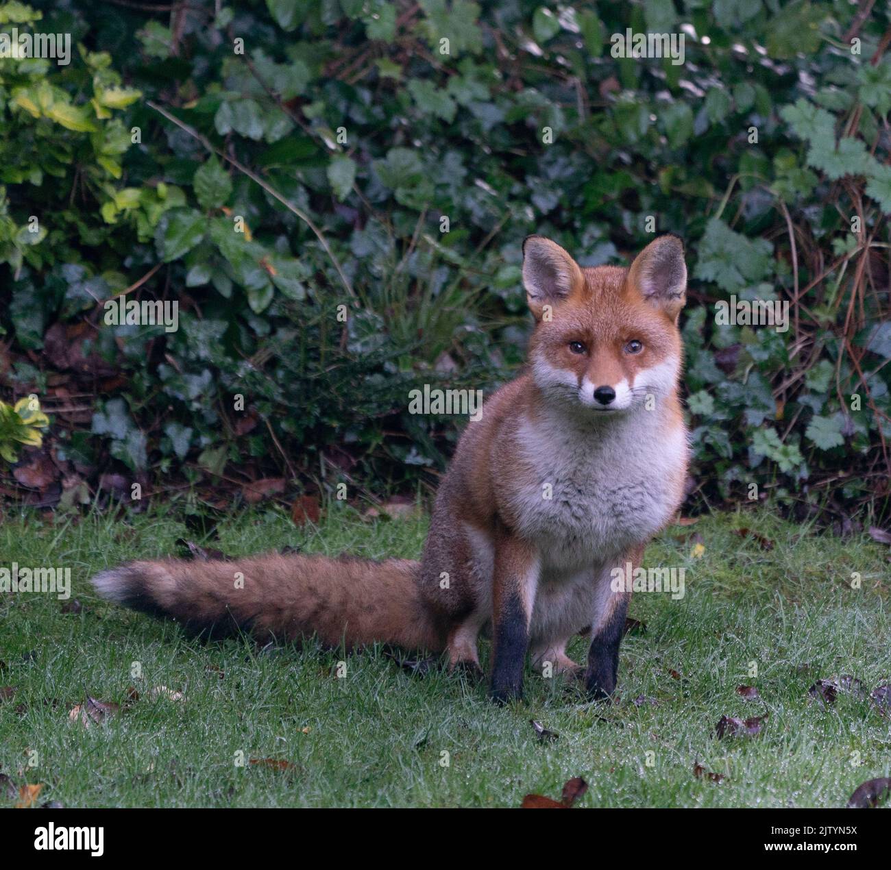 fox adult winter dew morning Stock Photo - Alamy
