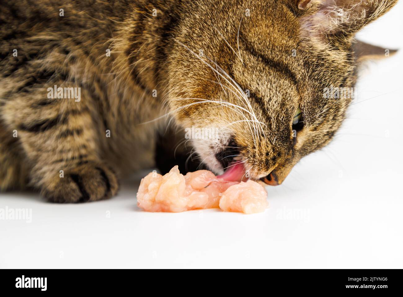tabby cat eating raw chicken meat on white background Stock Photo - Alamy