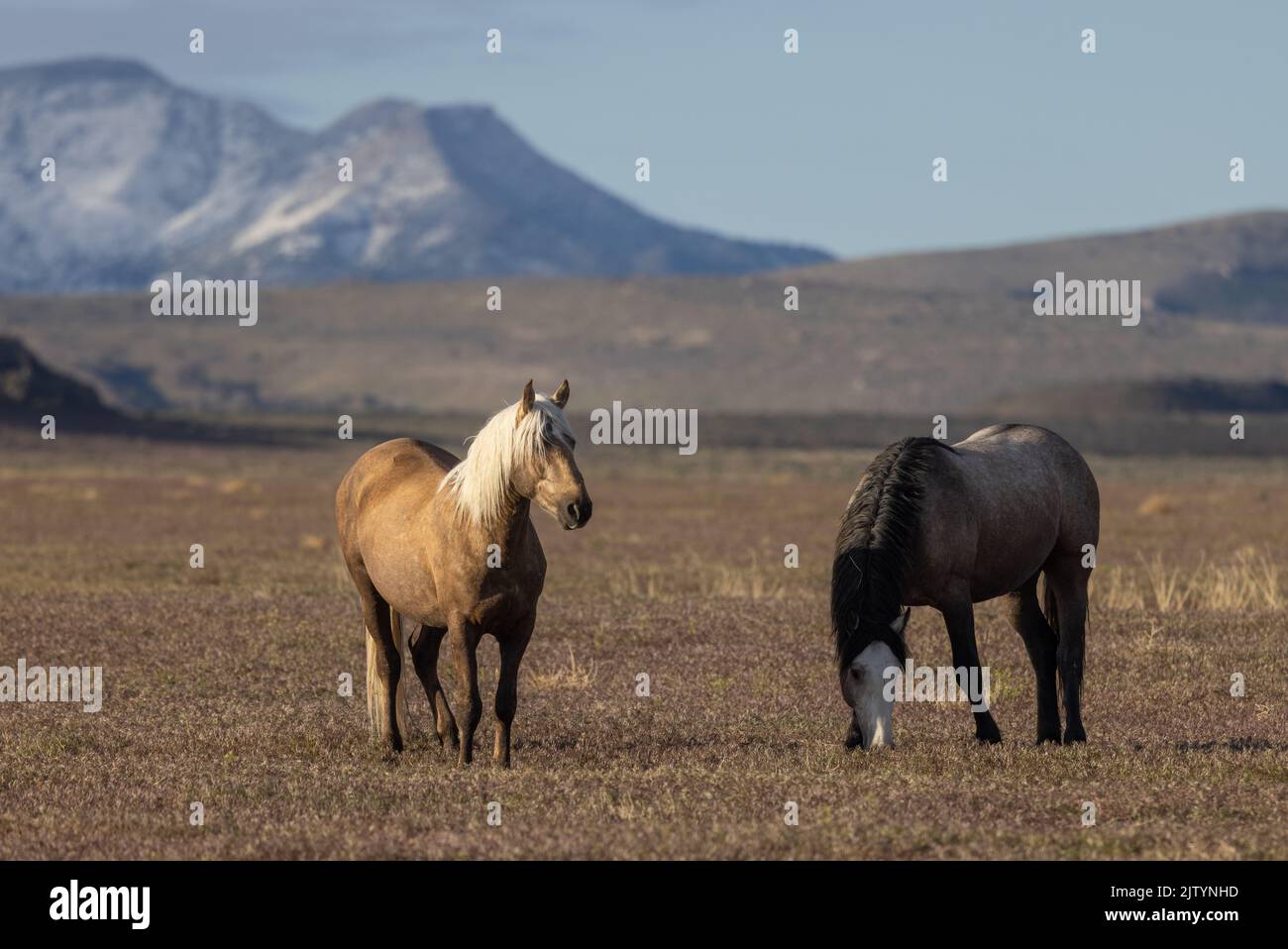 Wild Horses in Spring in the Utah Desert Stock Photo - Alamy